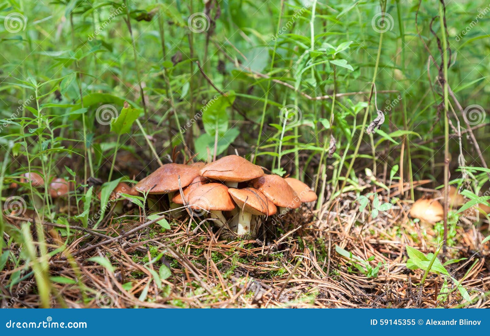 Forest Edible Mushrooms in the Grass Stock Image - Image of boletus ...