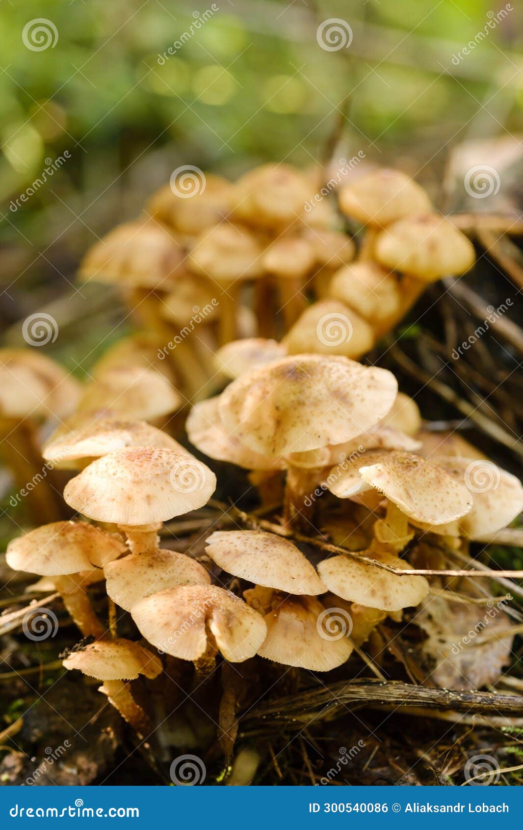 Forest Edible Mushrooms, Honey Mushrooms, Grow in the Forest on an Old ...