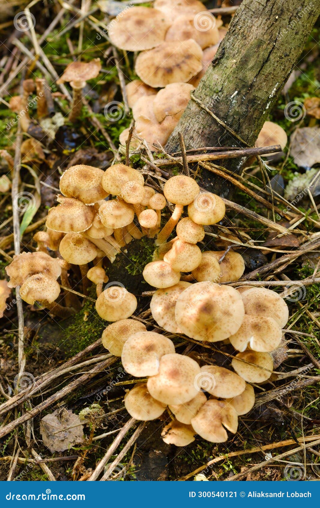 Forest Edible Mushrooms, Honey Mushrooms, Grow in the Forest on an Old ...