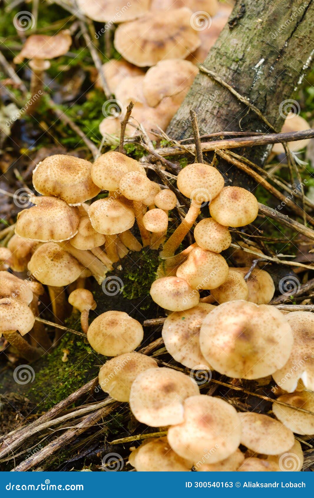 Forest Edible Mushrooms, Honey Mushrooms, Grow in the Forest on an Old ...