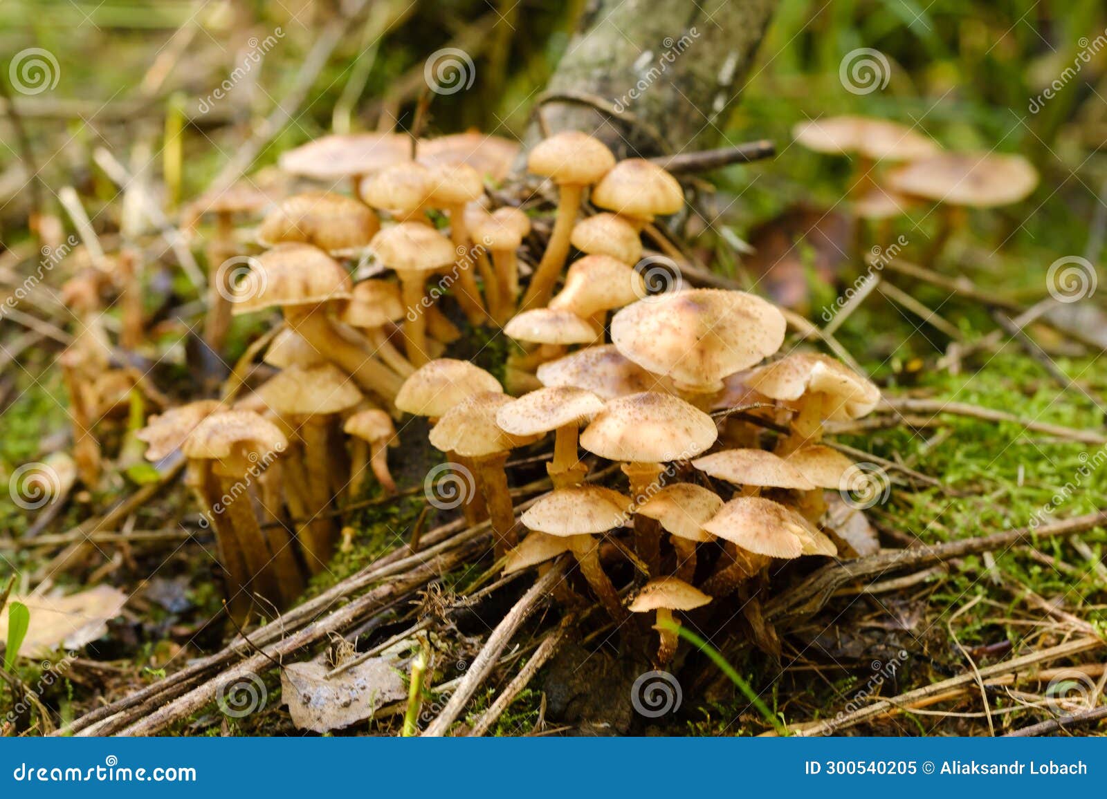 Forest Edible Mushrooms, Honey Mushrooms, Grow in the Forest on an Old ...