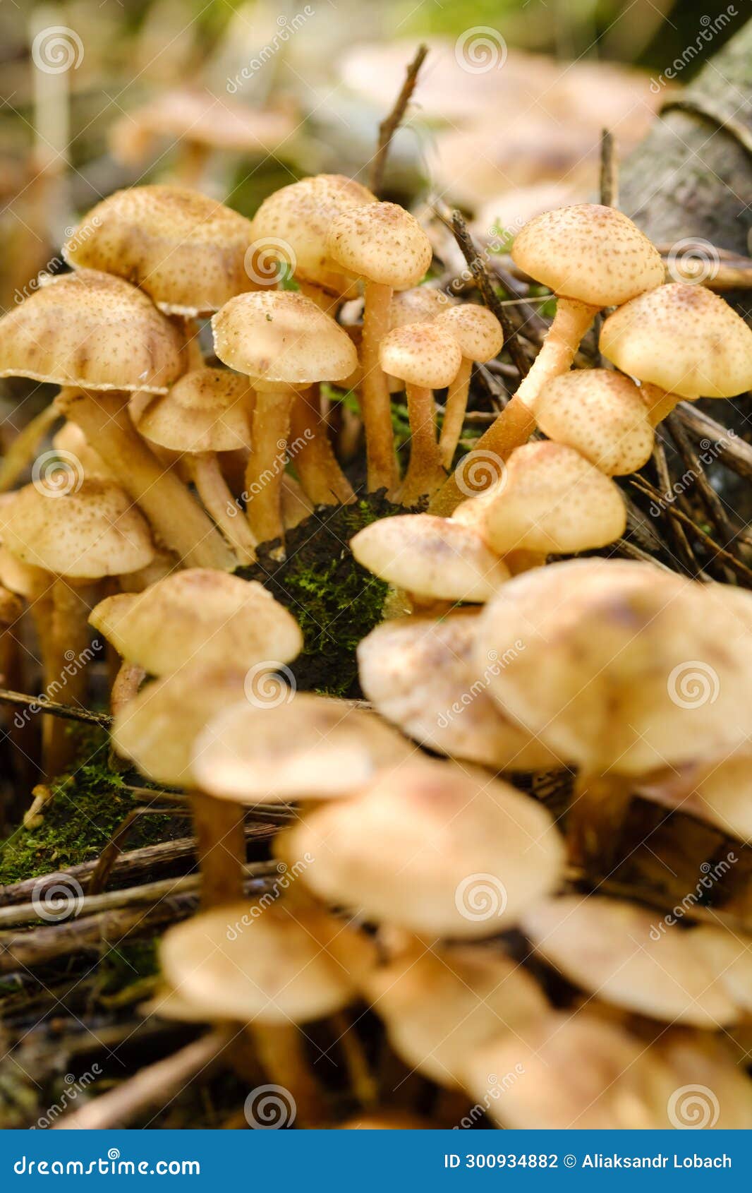 Forest Edible Mushrooms, Honey Mushrooms, Grow in the Forest on an Old ...