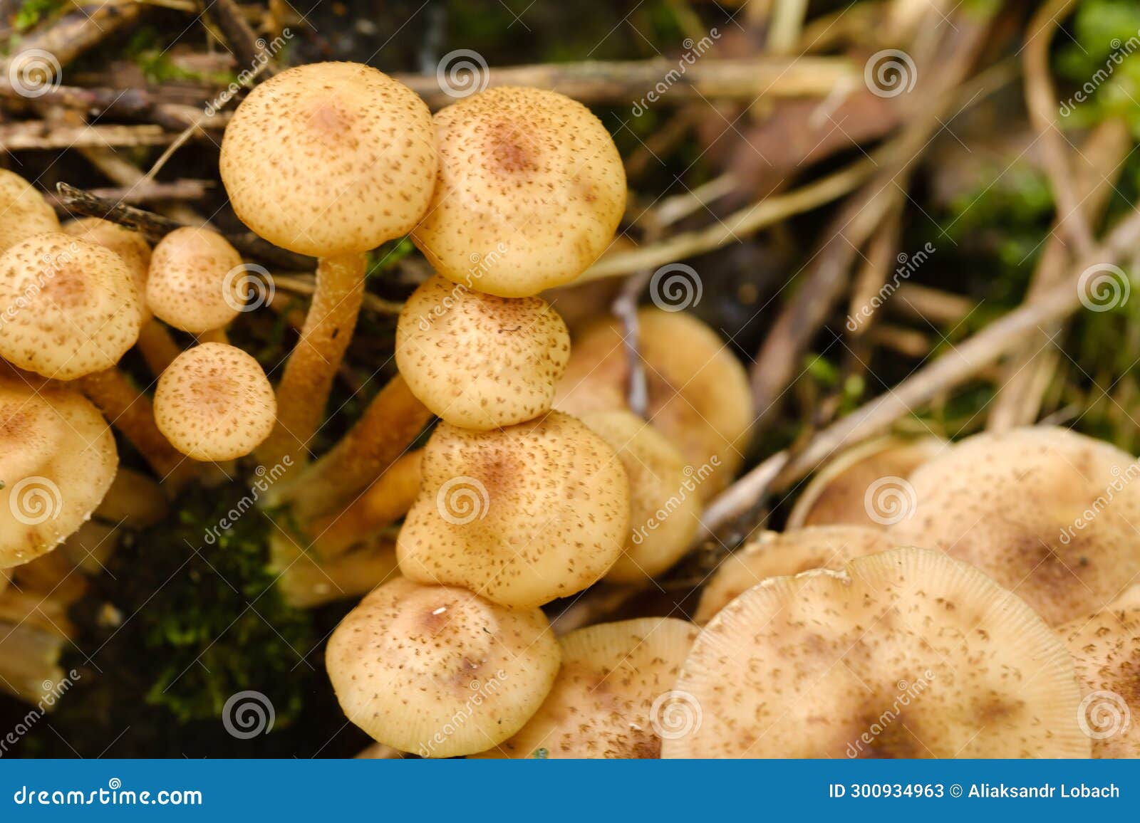 Forest Edible Mushrooms, Honey Mushrooms, Grow in the Forest on an Old ...
