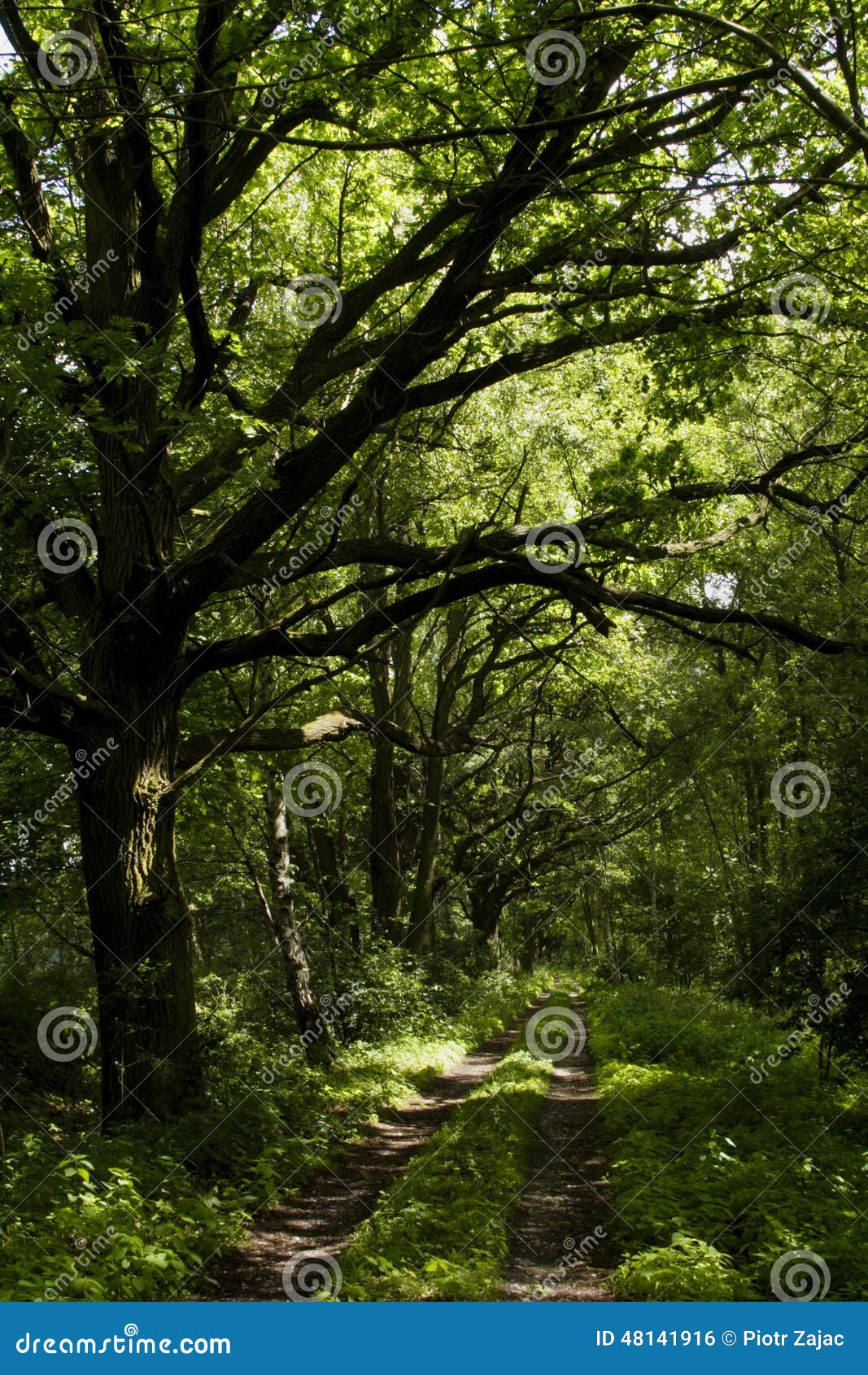 Forest stock photo. Image of ecology, park, environment - 48141916