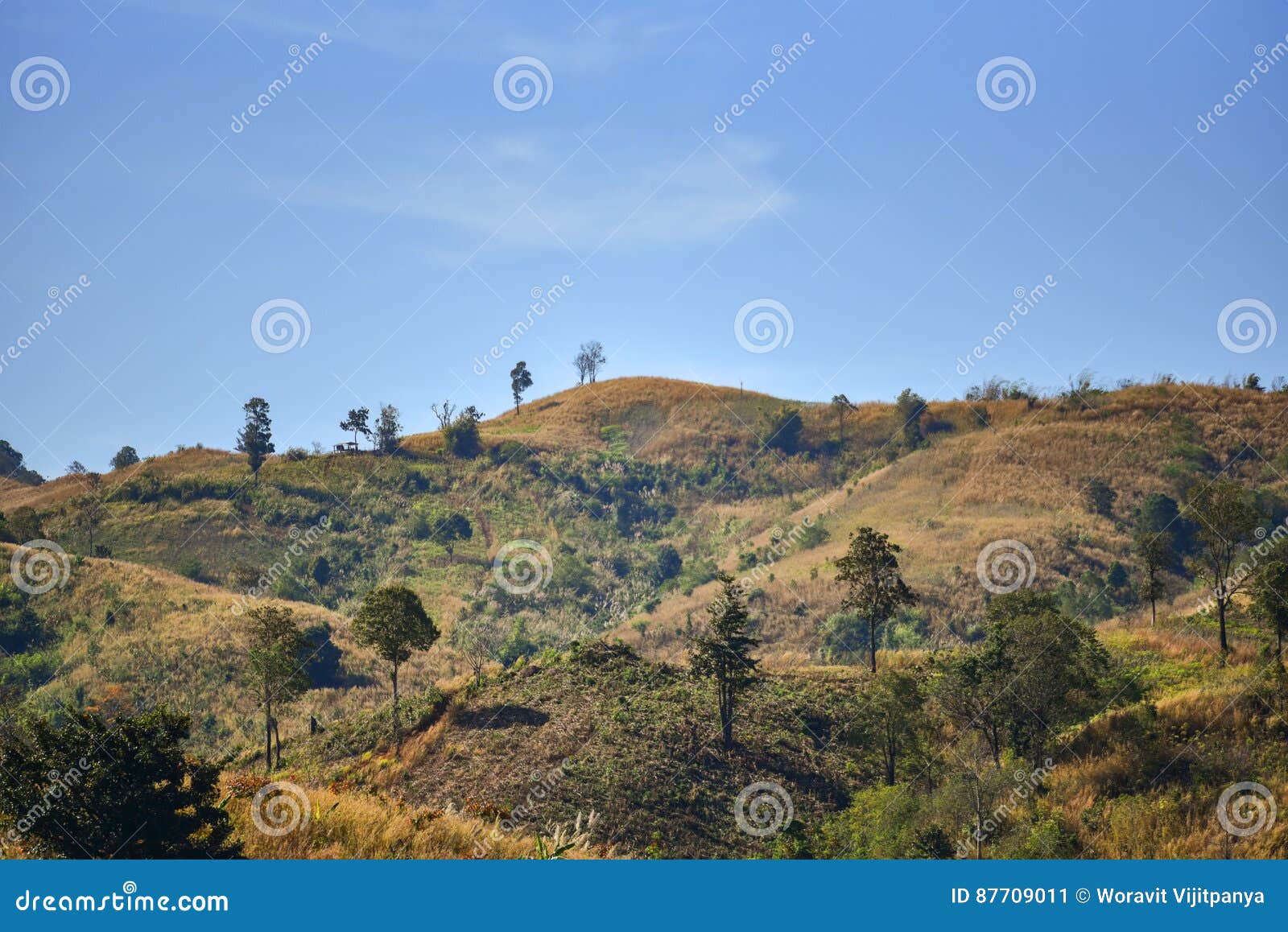 Forest encroachment stock image. Image of panorama, encroachment - 87709011