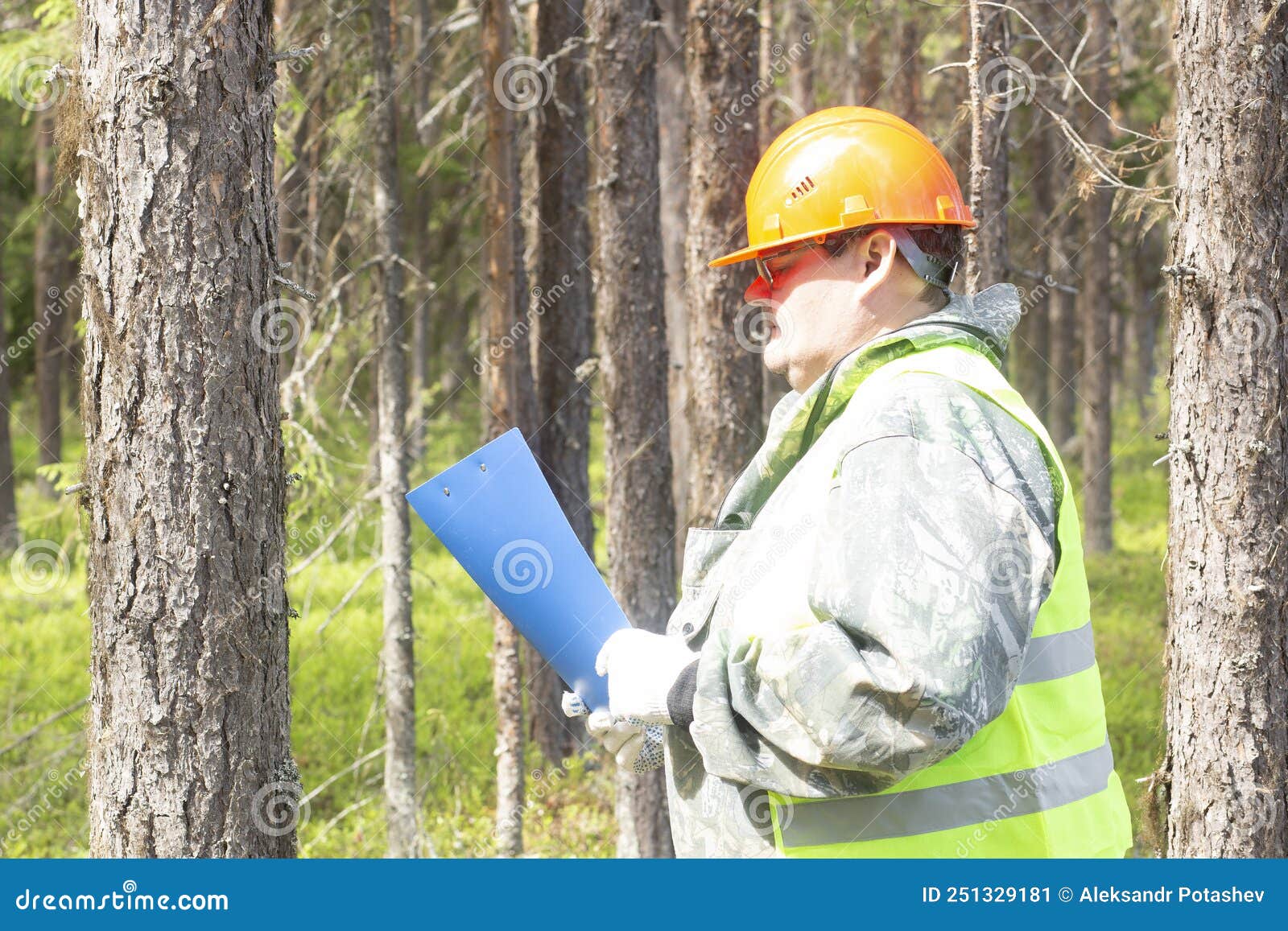 A Forest Engineer Conducts a Survey of the Forest for Logging Stock ...
