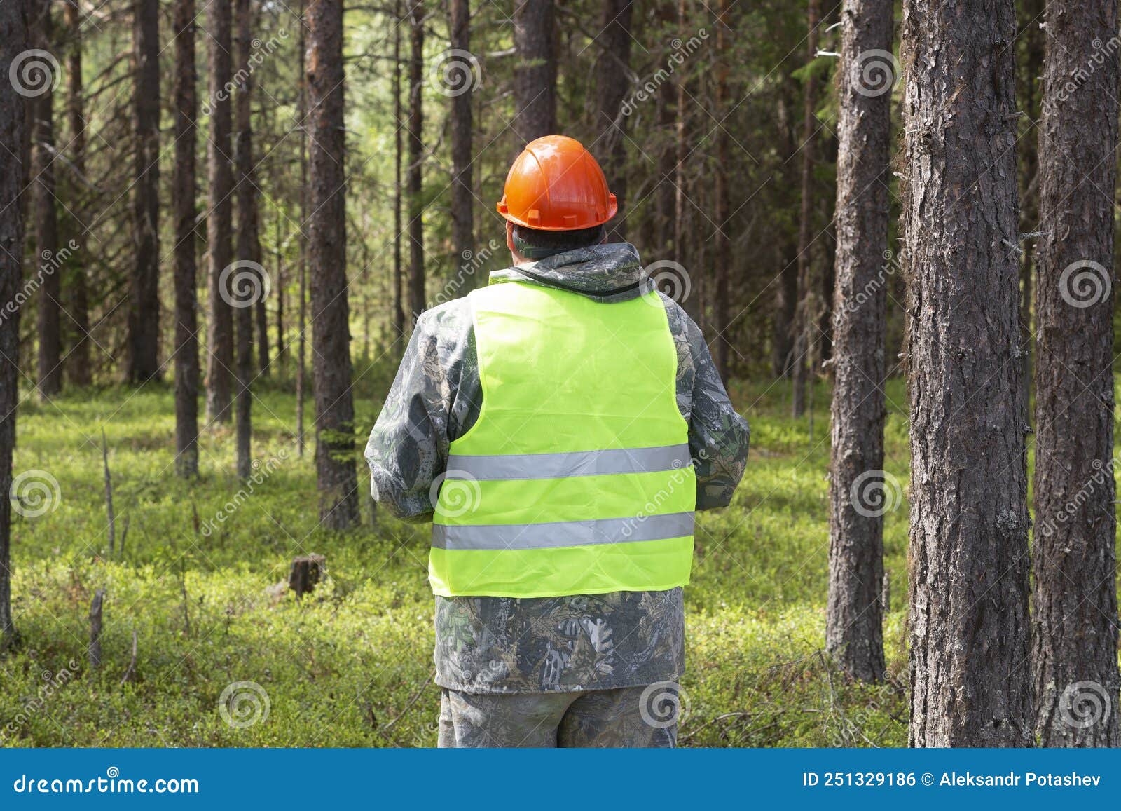 A Forest Engineer Conducts a Survey of the Forest for Logging Stock ...