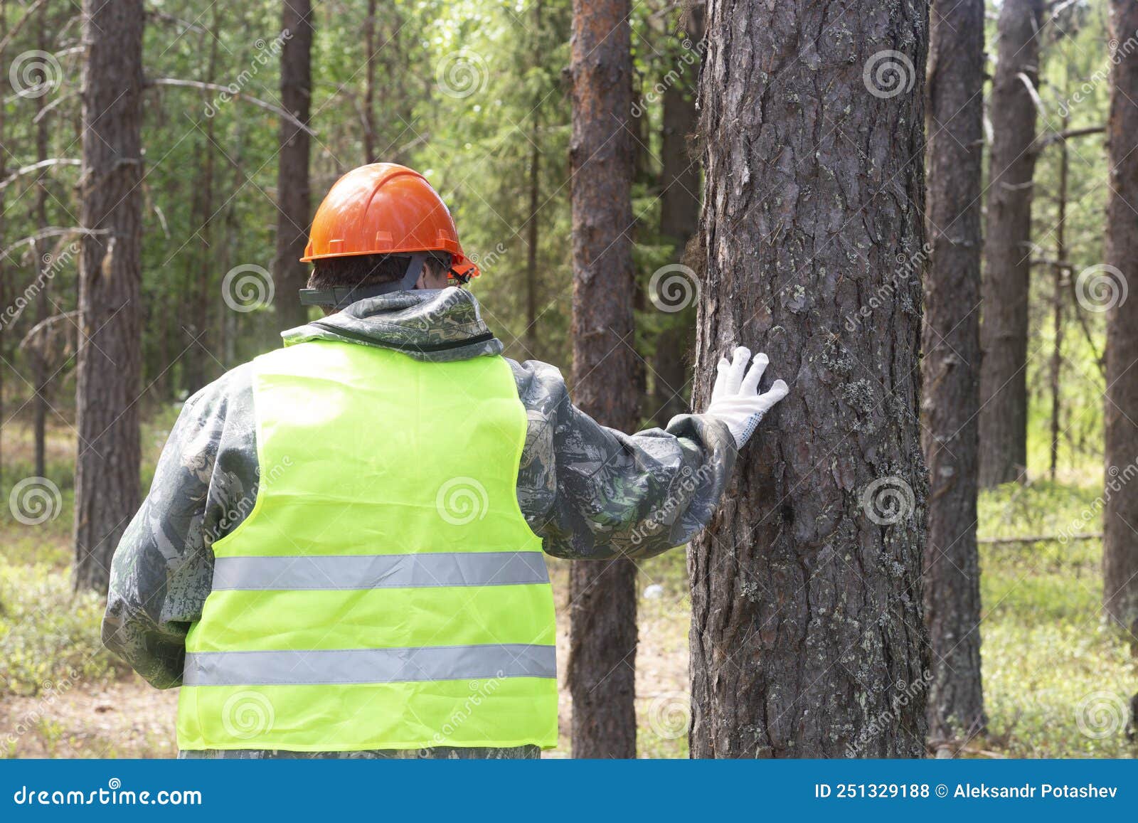 A Forest Engineer Conducts a Survey of the Forest for Logging Stock ...
