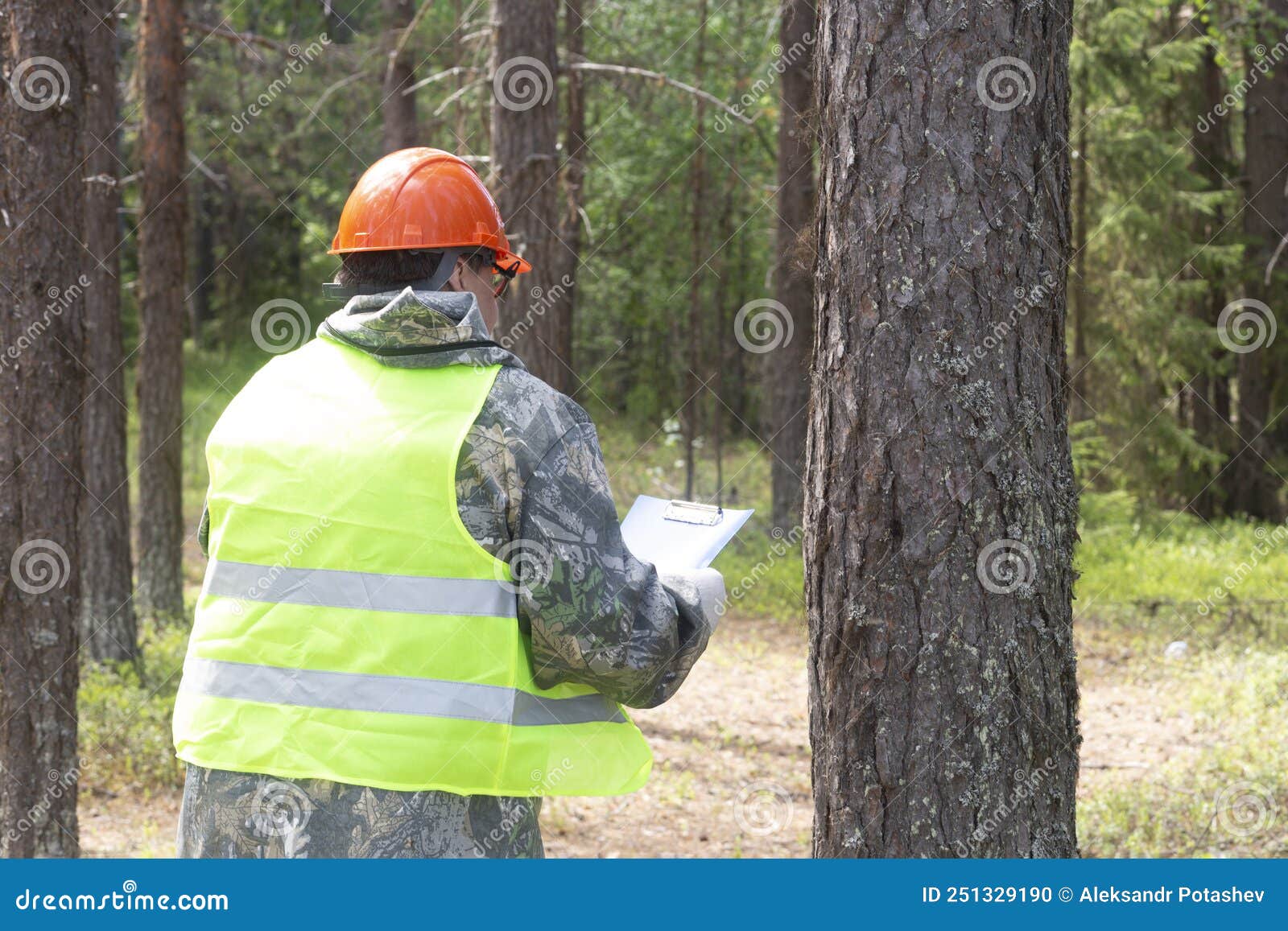 A Forest Engineer Conducts a Survey of the Forest for Logging Stock ...