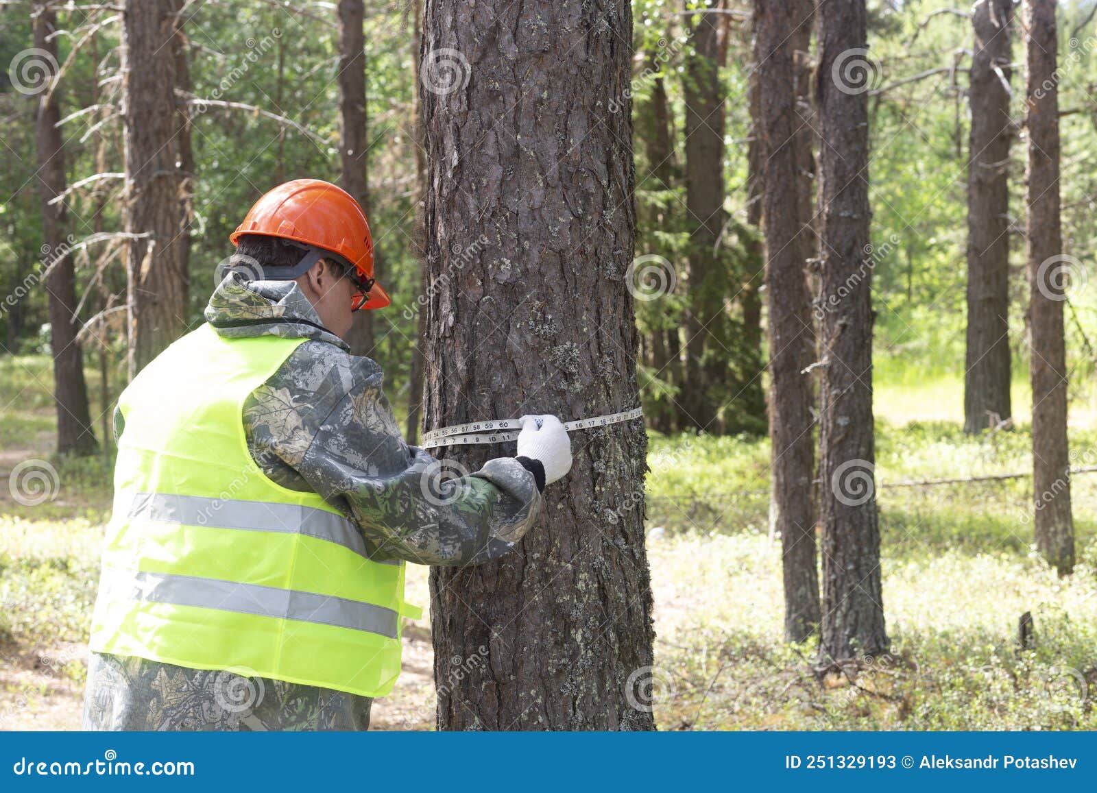A Forest Engineer Conducts a Survey of the Forest for Logging Stock ...