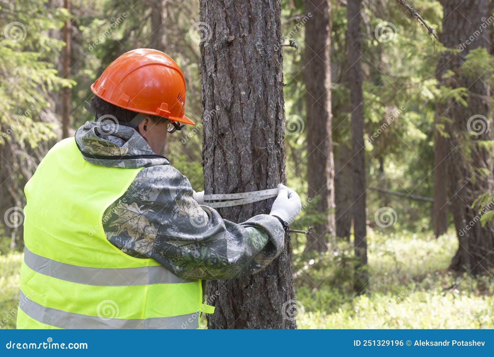 A Forest Engineer Conducts a Survey of the Forest for Logging Stock ...