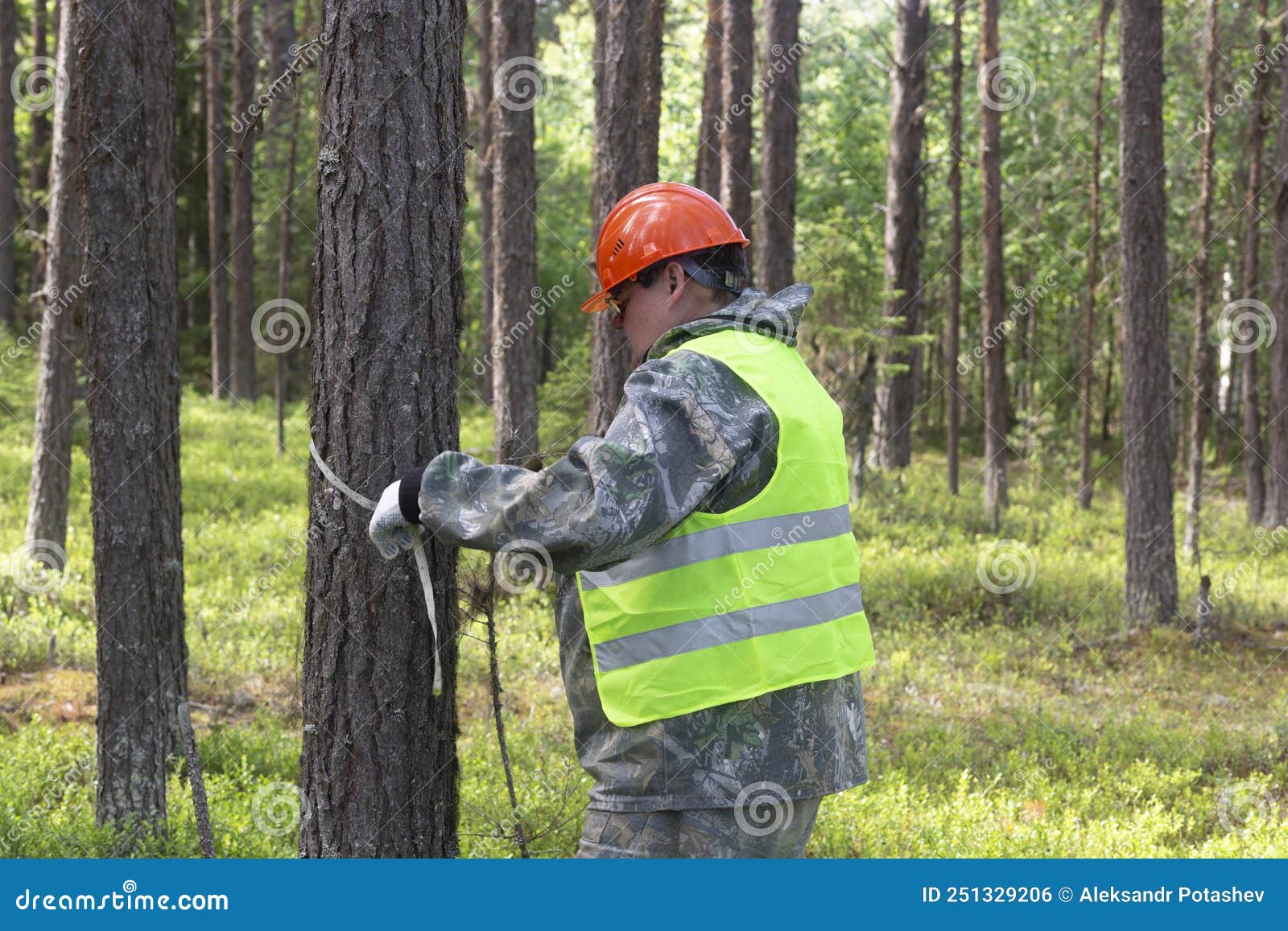A Forest Engineer Conducts a Survey of the Forest for Logging Stock ...