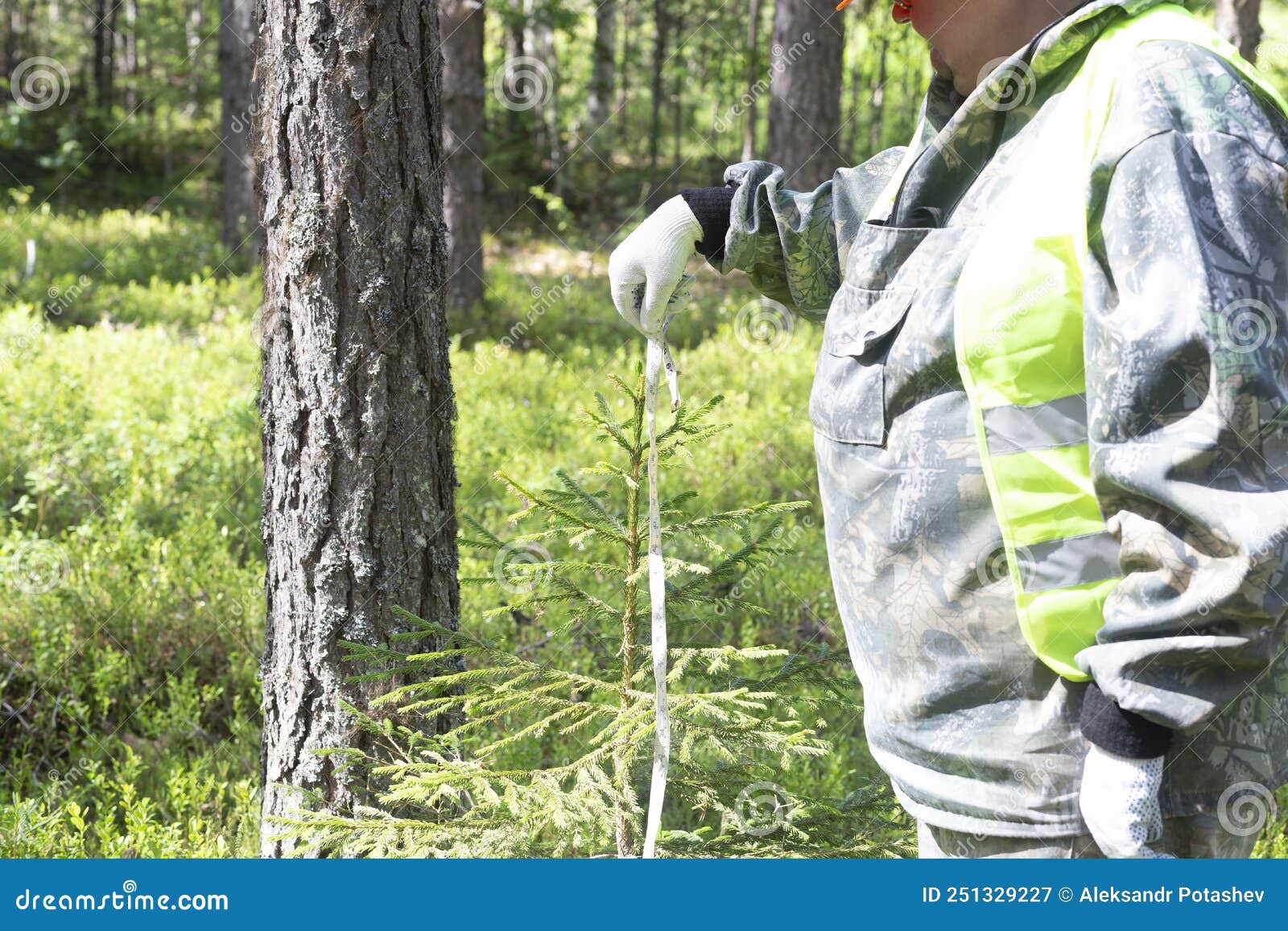 A Forest Engineer Conducts a Survey of the Forest for Logging Stock ...