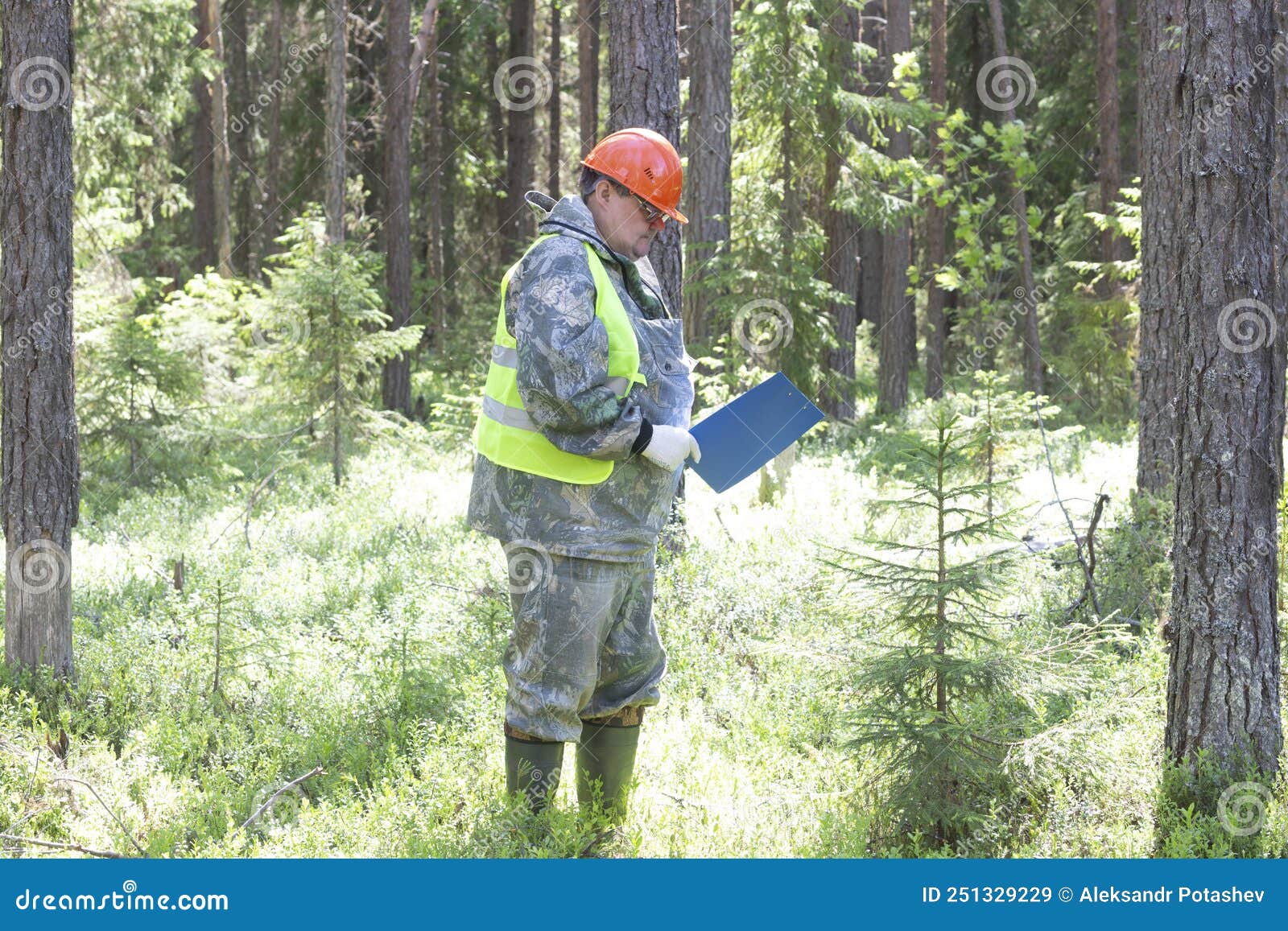 A Forest Engineer Conducts a Survey of the Forest for Logging Stock ...