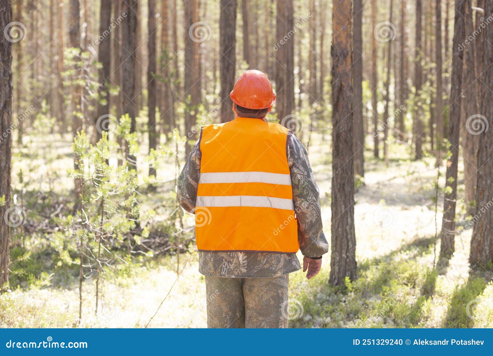 A Forest Engineer Conducts a Survey of the Forest for Logging Stock ...