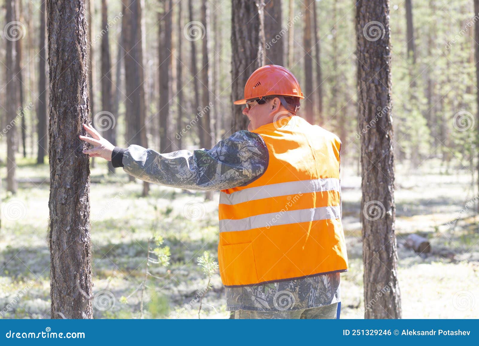 A Forest Engineer Conducts a Survey of the Forest for Logging Stock ...