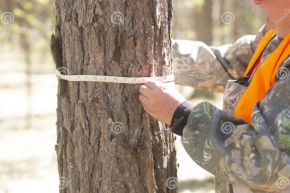 A Forest Engineer Conducts a Survey of the Forest for Logging Stock ...