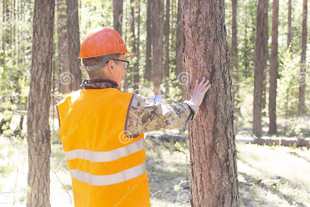 A Forest Engineer Conducts a Survey of the Forest for Logging Stock ...