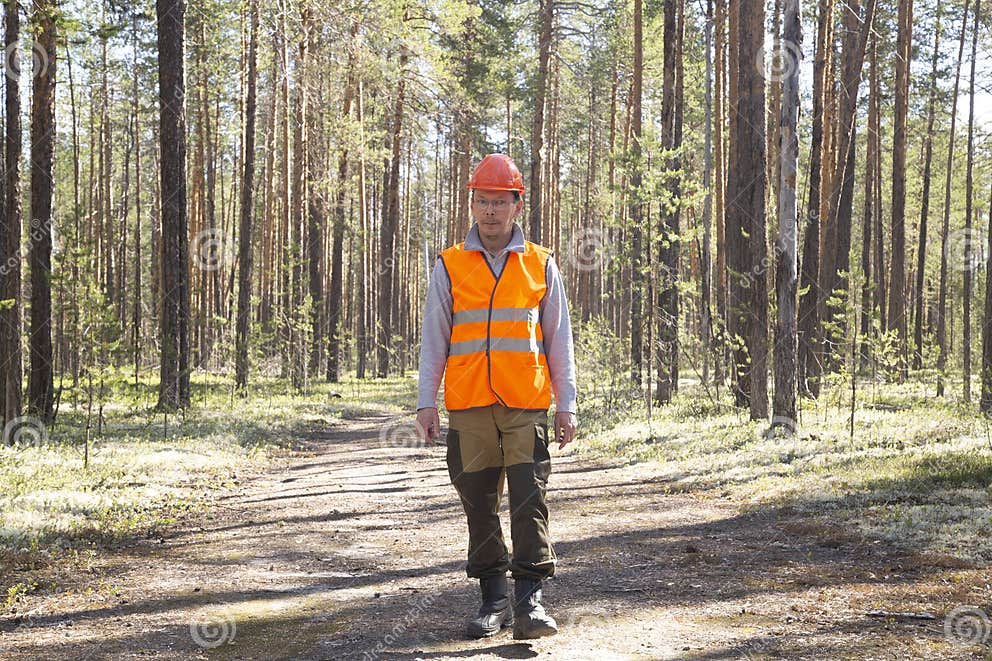 A Forest Engineer Conducts Tree Research in the Forest Stock Photo ...