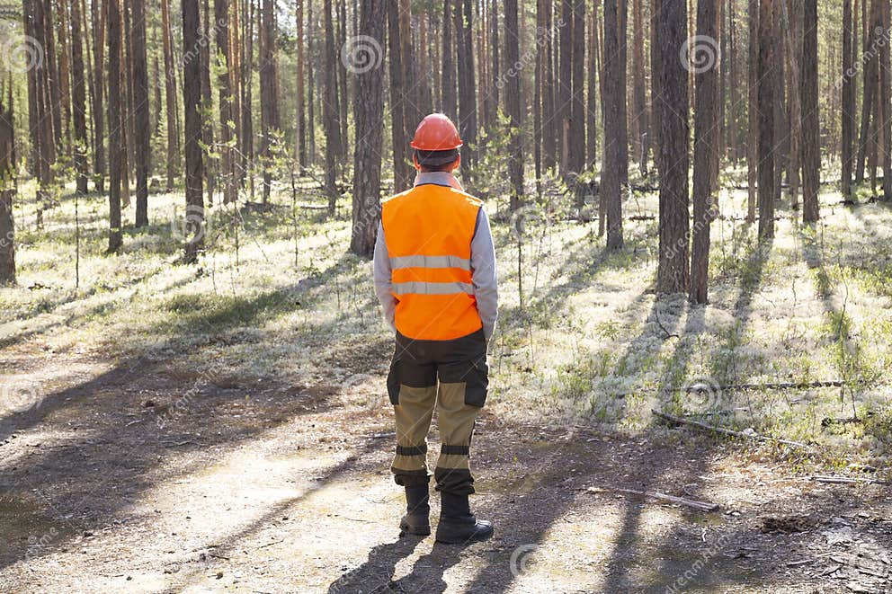 A Forest Engineer Conducts Tree Research in the Forest Stock Image ...