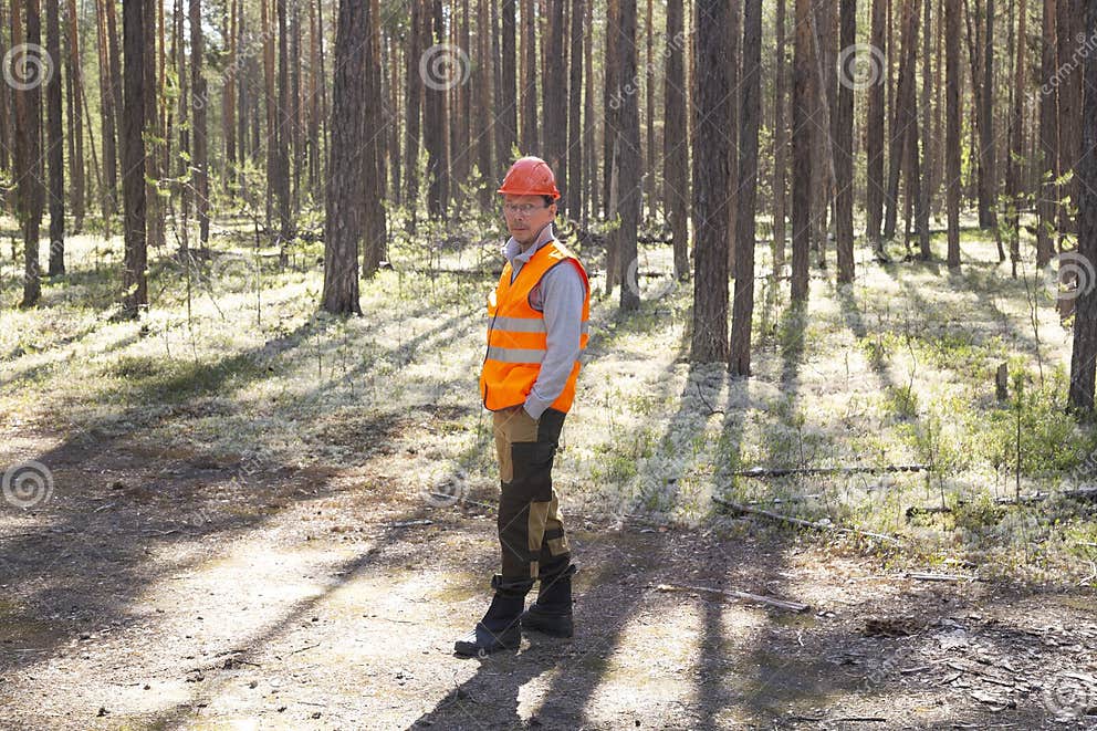 A Forest Engineer Conducts Tree Research in the Forest Stock Image - Image of forest, hand ...