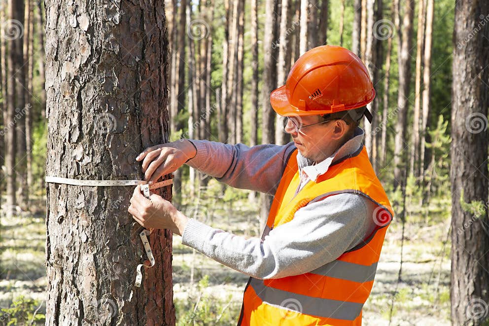 A Forest Engineer Conducts Tree Research in the Forest Stock Image ...