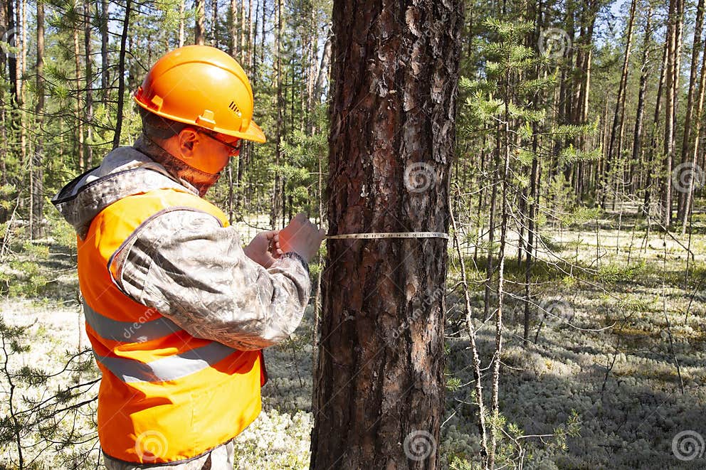 A Forest Engineer Conducts Tree Research in the Forest Stock Photo ...