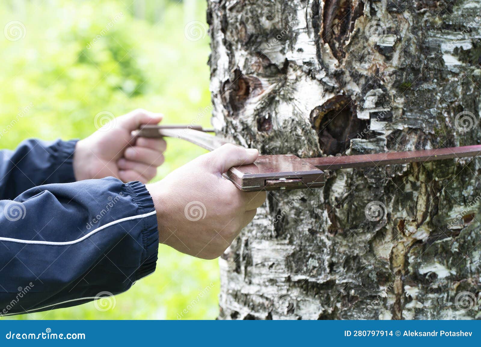 A Forest Engineer Measures the Diameter of a Tree.Preparation of the ...