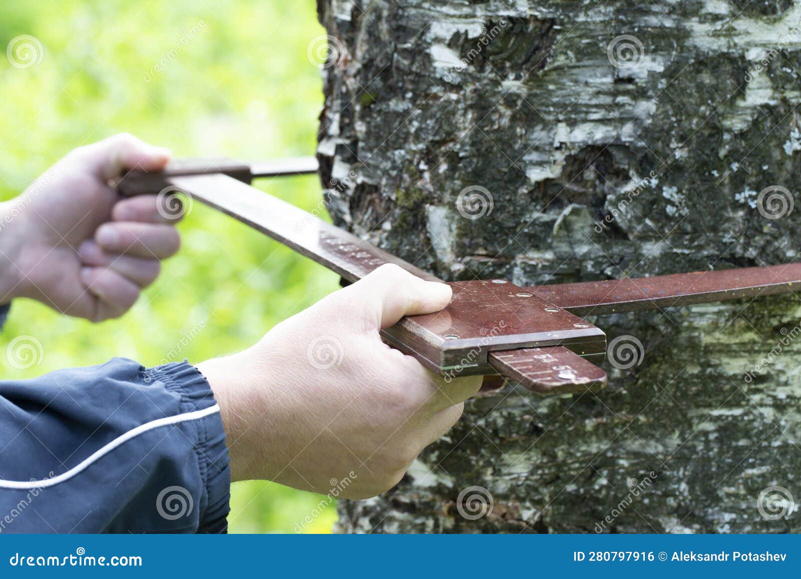 A Forest Engineer Measures the Diameter of a Tree.Preparation of the ...