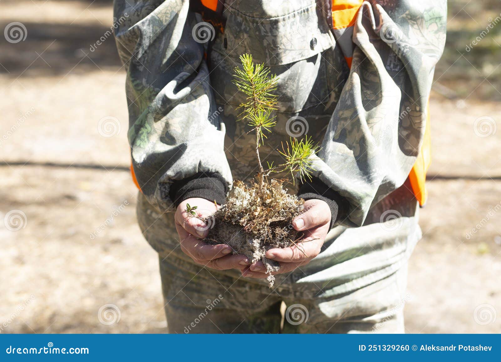 A Forest Engineer is Planting Pine Seedlings in the Forest Stock Photo ...