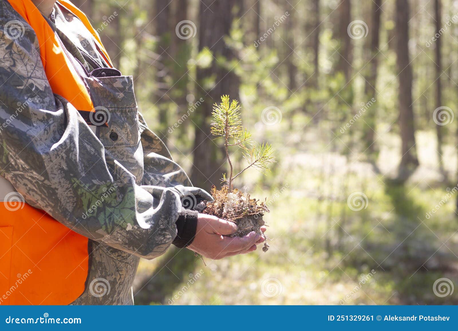A Forest Engineer is Planting Pine Seedlings in the Forest Stock Image ...