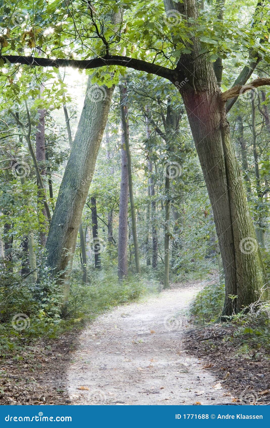 The forest entrance stock photo. Image of peace, peaceful - 1771688