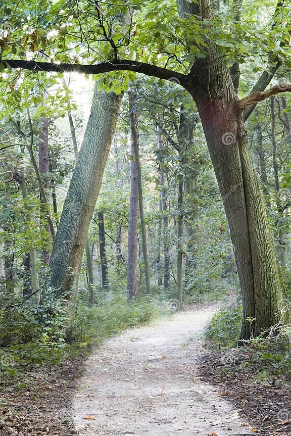 The forest entrance stock photo. Image of peace, peaceful - 1771688