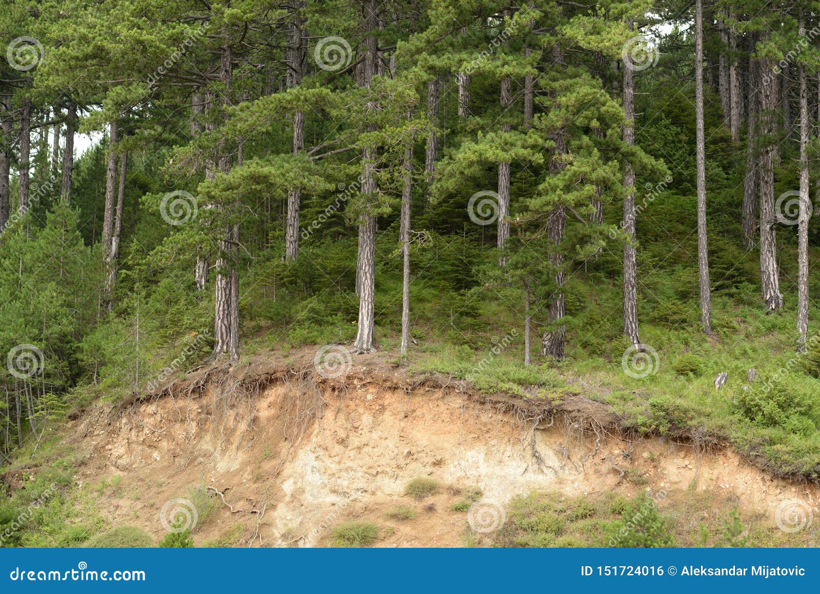 Forest erosion stock photo. Image of erosion, management - 151724016