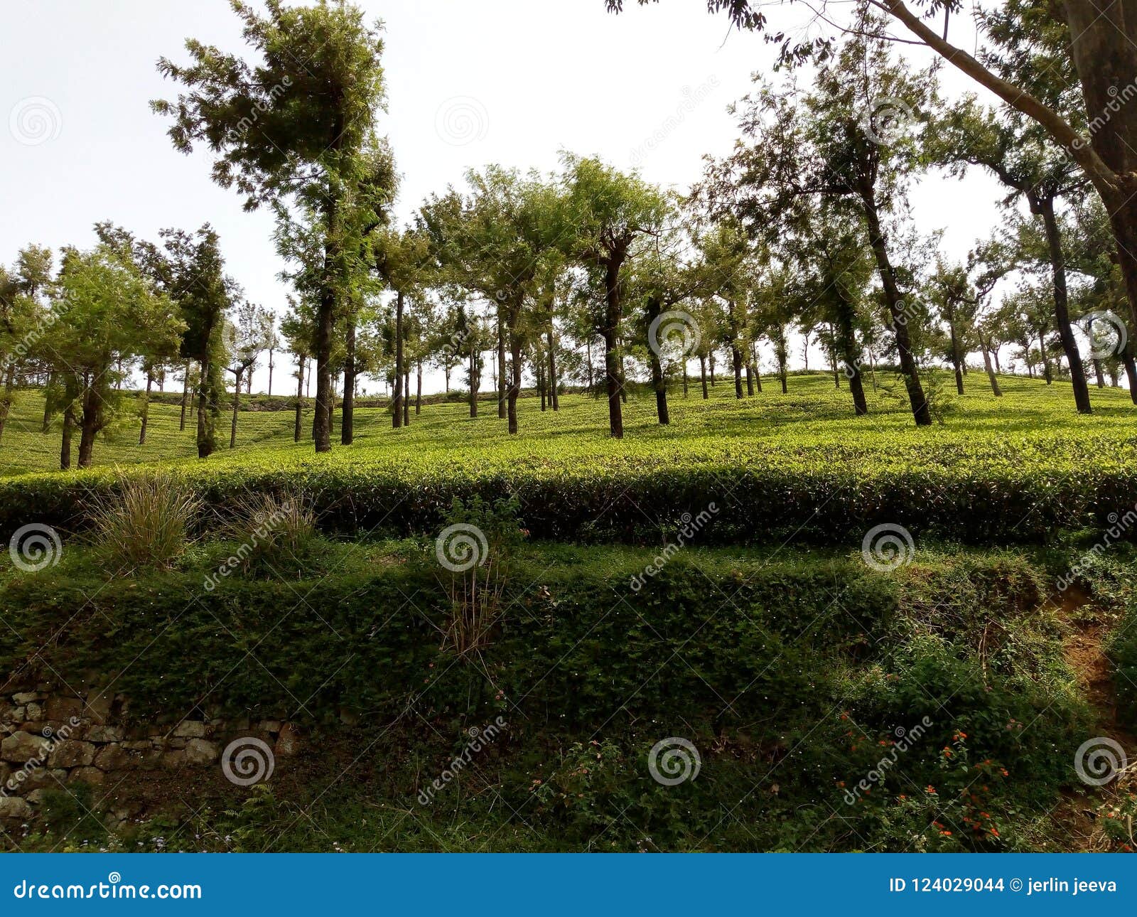 Forest estate stock photo. Image of large, estate, famous - 124029044