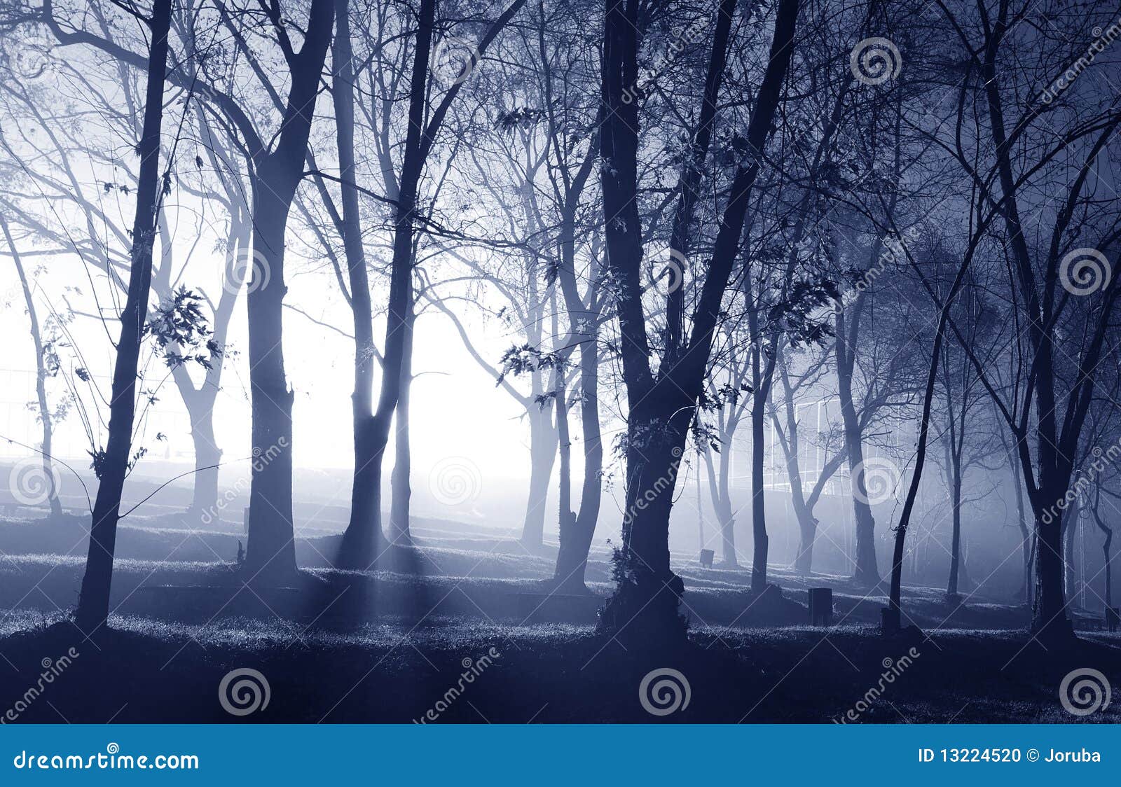 Forest at evening stock photo. Image of lightbeam, wood - 13224520