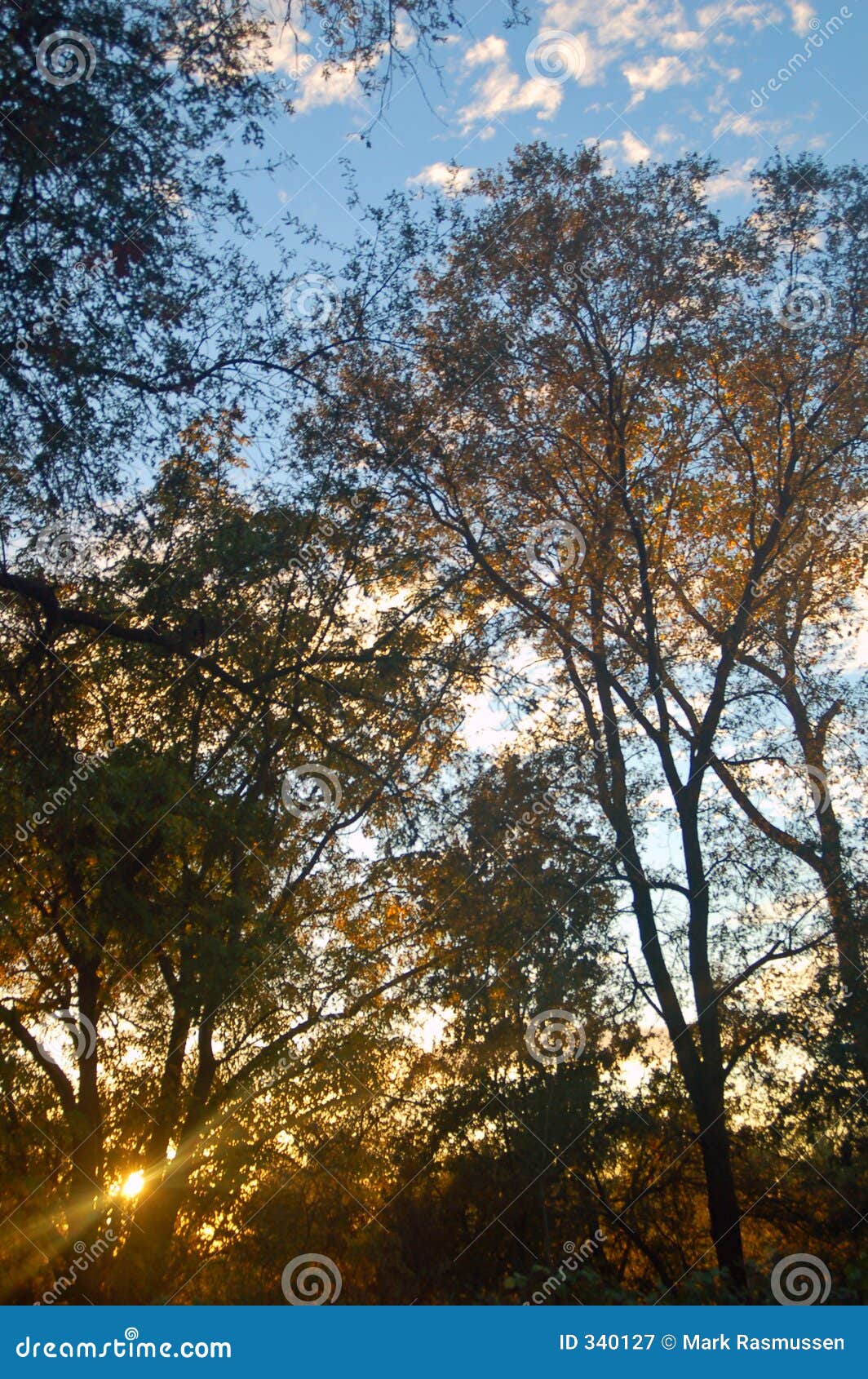 Forest in the evening stock image. Image of clouds, foliage - 340127