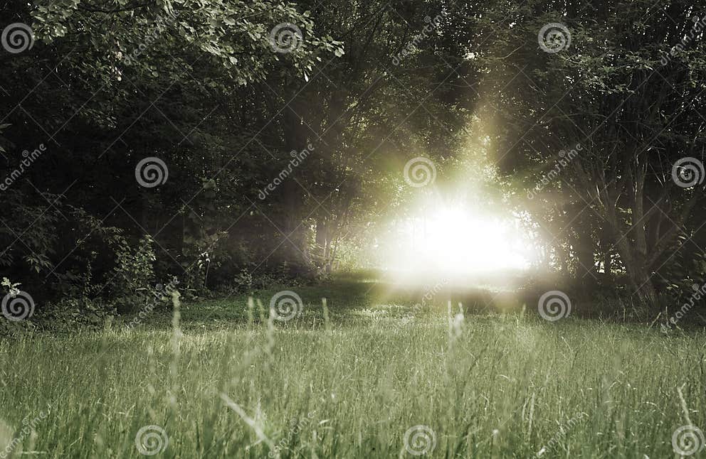 Forest exit stock image. Image of trees, dense, garden - 44199449