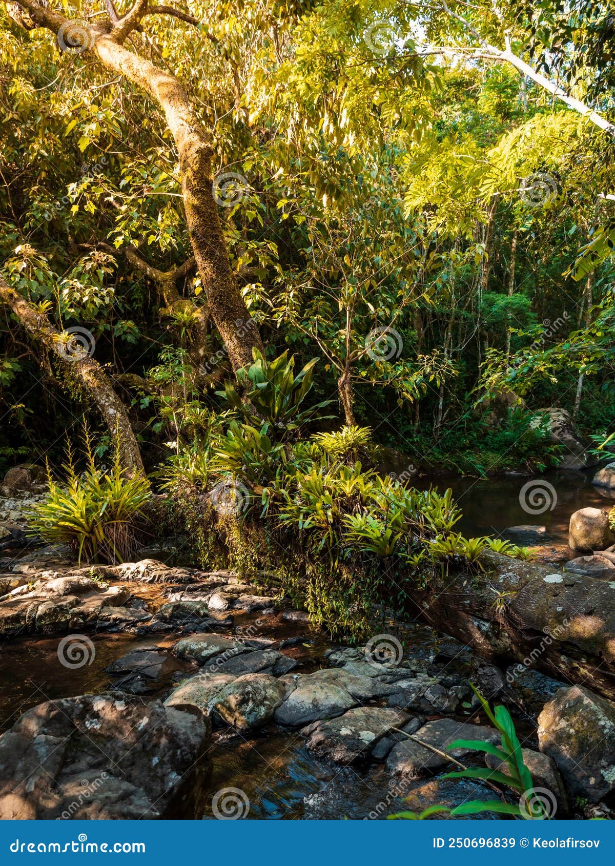 Forest with Exotic Trees, River and Sunlight in Brazil Stock Image ...