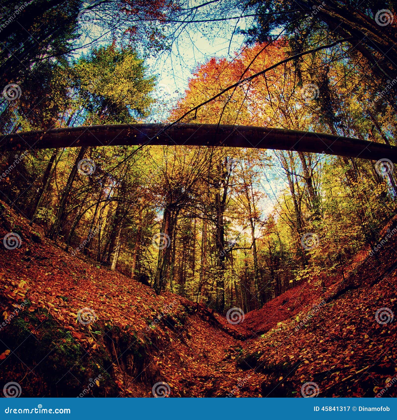 Forest stock image. Image of extraordinary, leaves, forest - 45841317