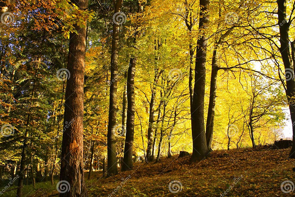 Forest in Fall stock photo. Image of october, gold, brown - 16751856
