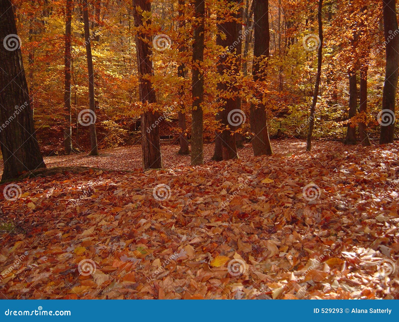 Forest in the fall stock image. Image of seasons, leaves - 529293