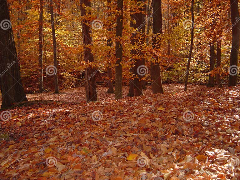 Forest in the fall stock image. Image of seasons, leaves - 529293