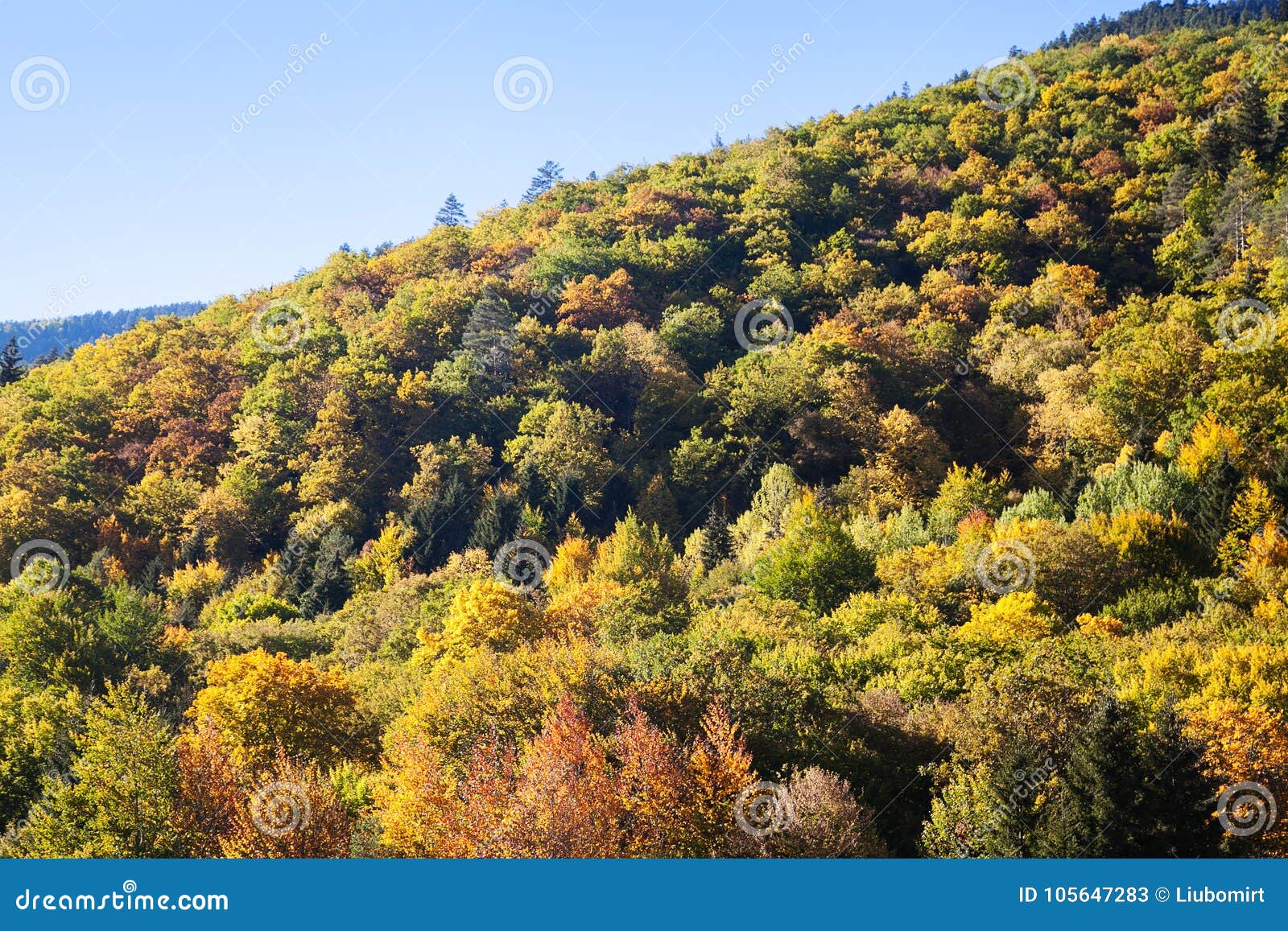 Forest in the Fall with Blue Sky Stock Image - Image of grove, angle ...