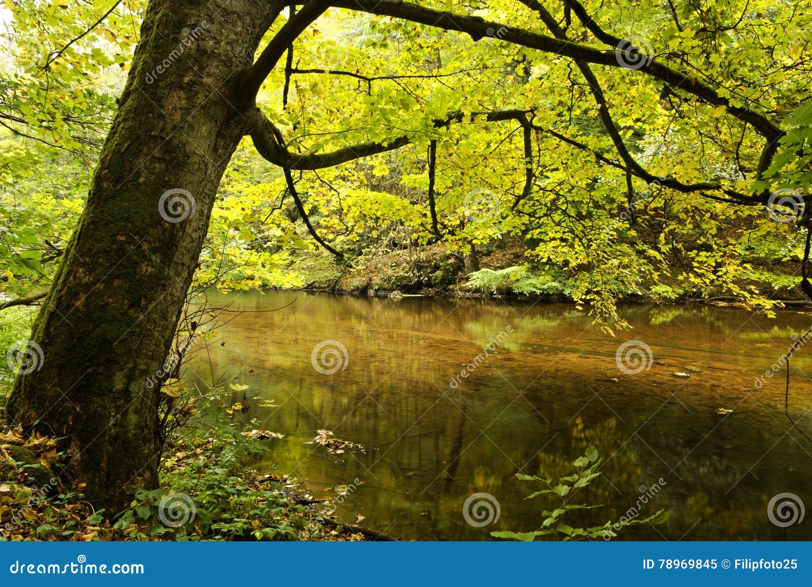 Forest with Fall Colors on River Banks Stock Image - Image of daytime ...