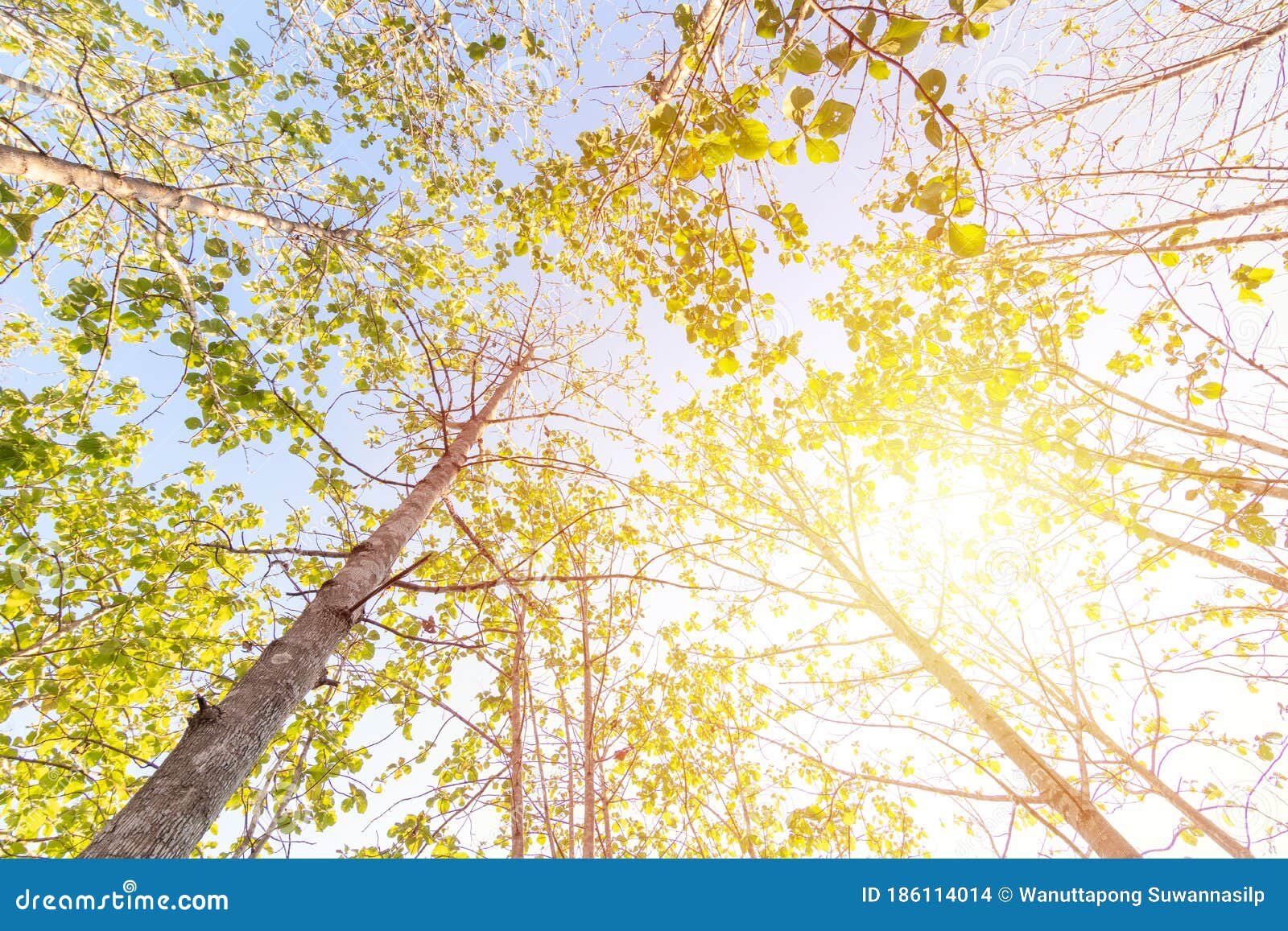 The Forest is in the Fall. Dry Tree in Autumn Stock Photo - Image of ...