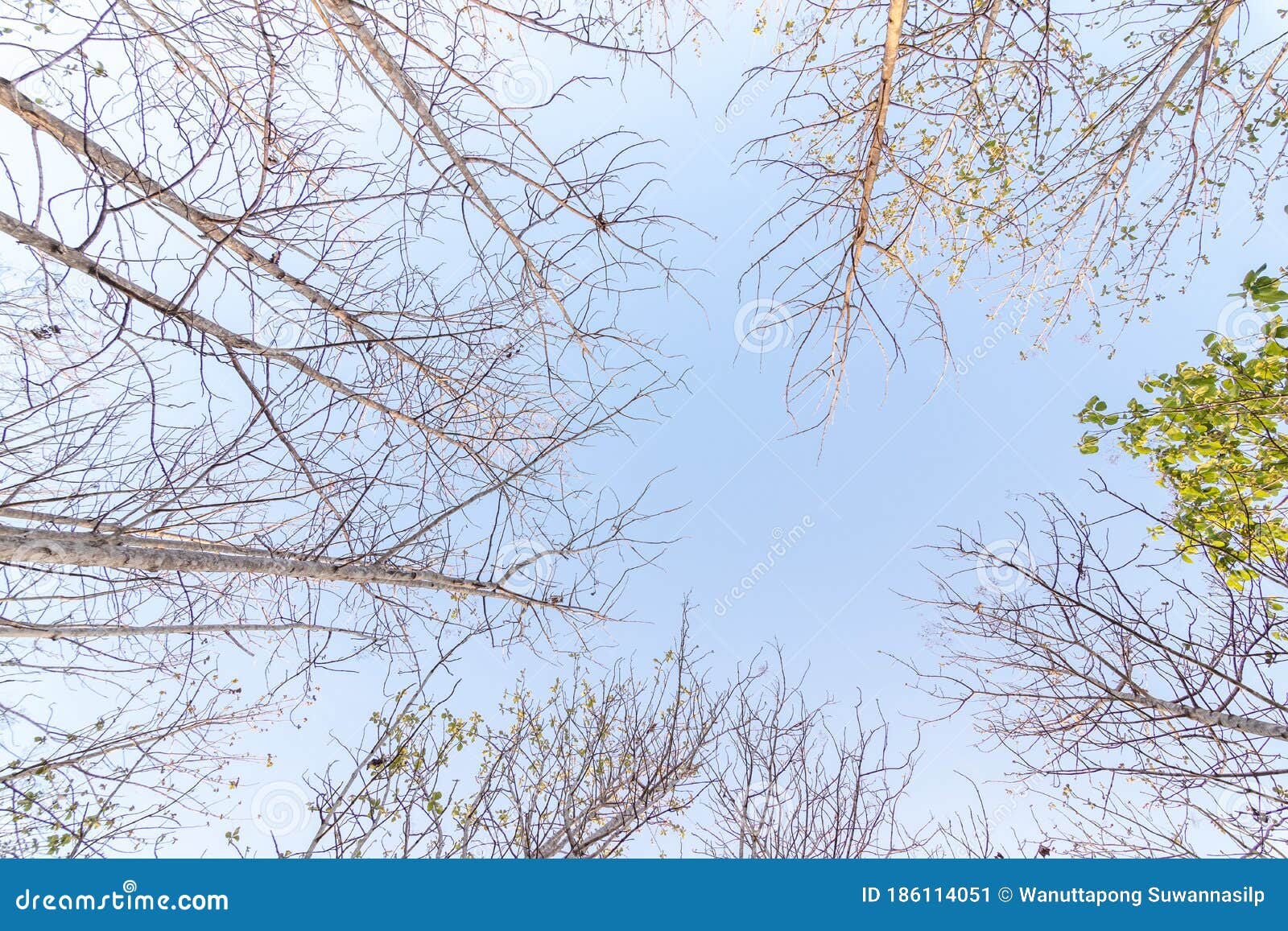 The Forest is in the Fall. Dry Tree in Autumn Stock Image - Image of ...