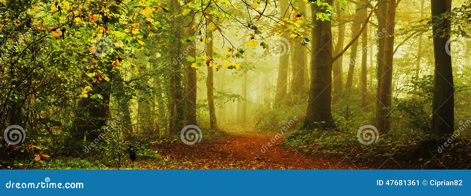 In the Forest in the Fall in the Fog Stock Image - Image of inside ...