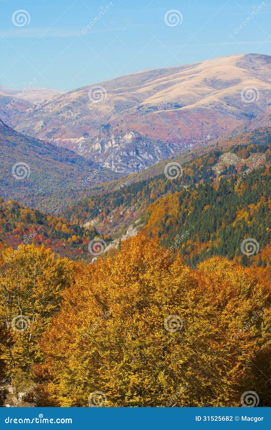 Forest in fall stock photo. Image of leafs, canyon, macedonia - 31525682