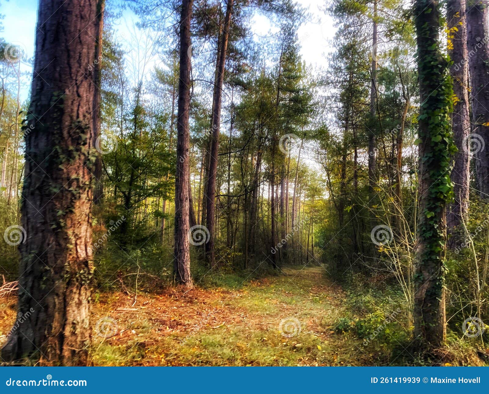 The Forest in the Fall stock image. Image of falling - 261419939